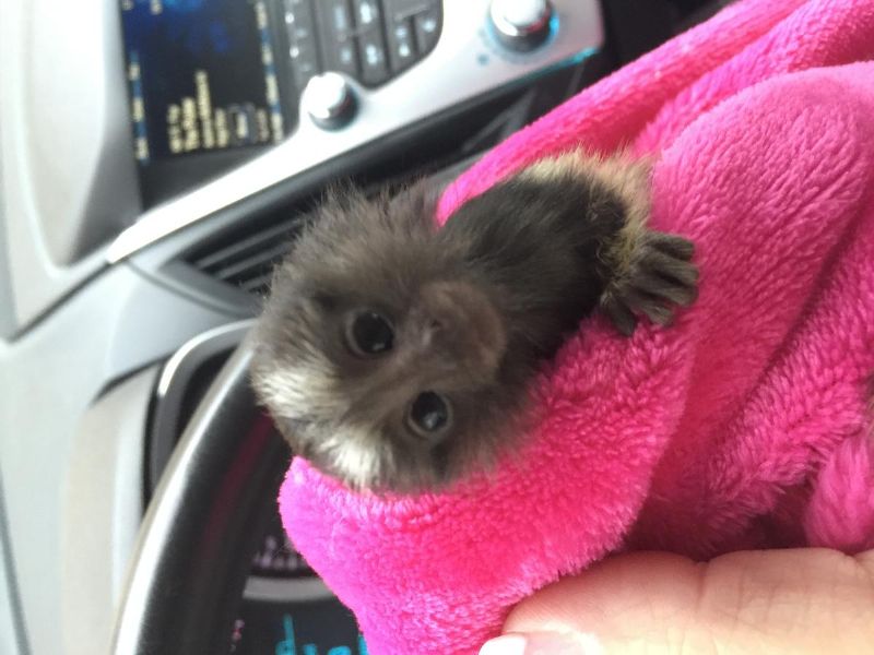 Primate Store - Monkeys for sale