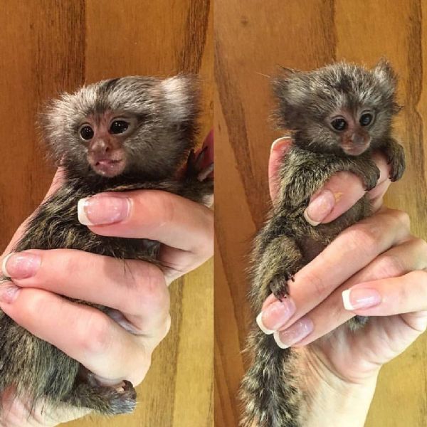 Primate Store - Monkeys for sale