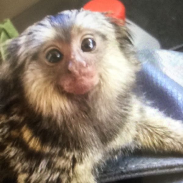 Primate Store - Monkeys for sale