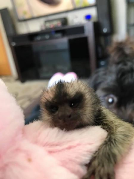 Primate Store - Monkeys for sale