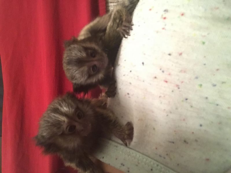 Primate Store - Monkeys for sale