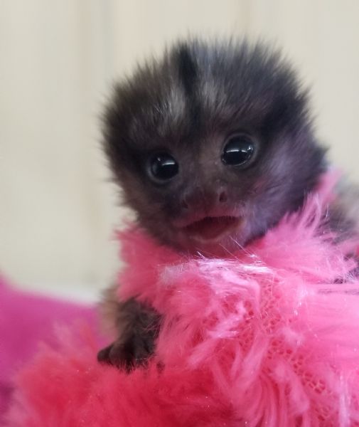 Primate Store - Monkeys for sale