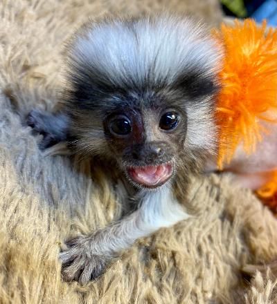 Primate Store - Monkeys for sale