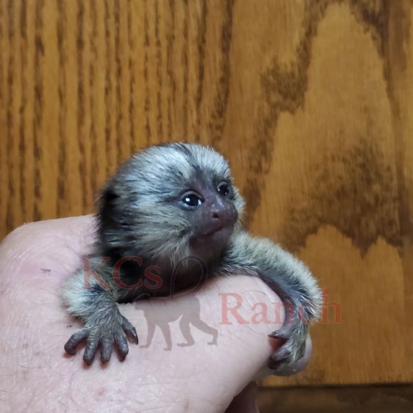 Primate Store - Monkeys for sale