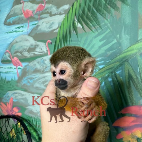 Primate Store - Monkeys for sale