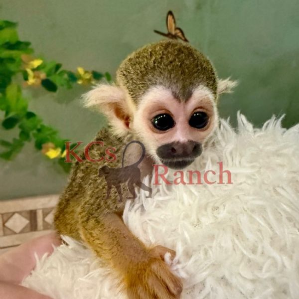 Primate Store - Monkeys for sale