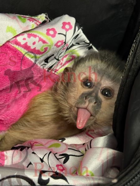 Primate Store - Monkeys for sale