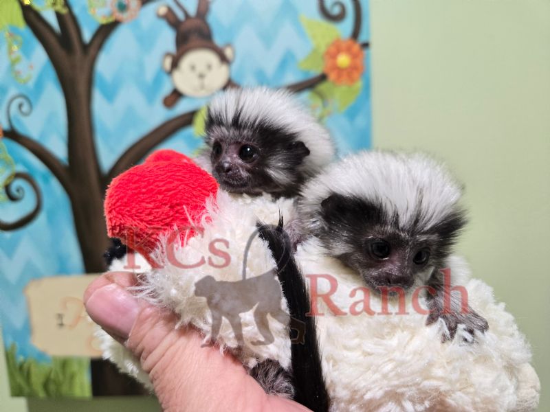 Primate Store - Monkeys for sale