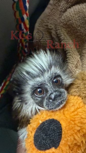 Primate Store - Monkeys for sale