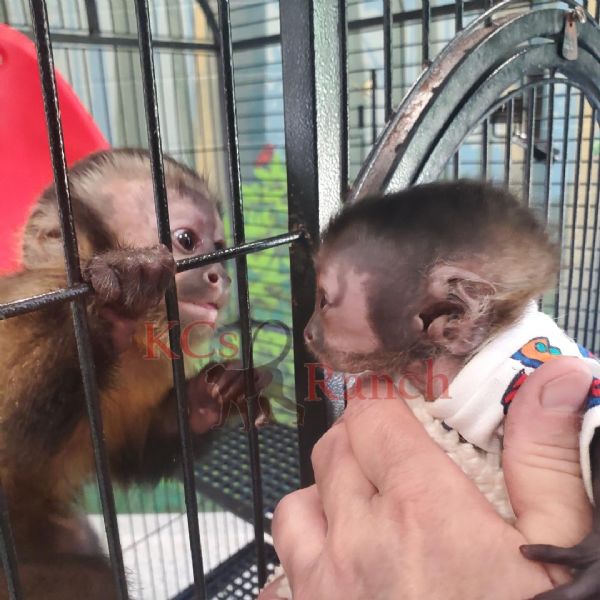 Primate Store - Monkeys for sale