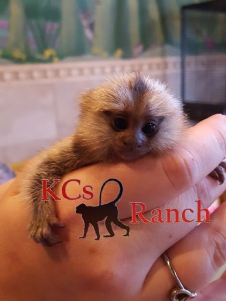 Primate Store - Monkeys for sale