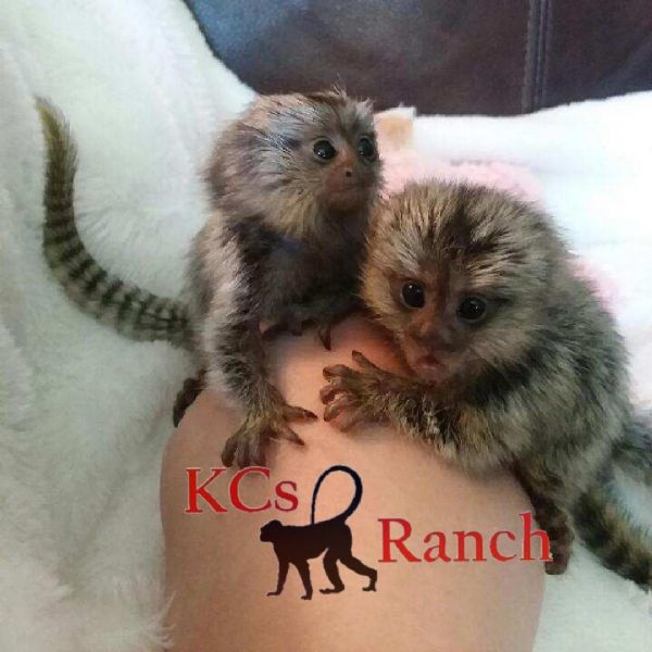 Primate Store - Monkeys for sale