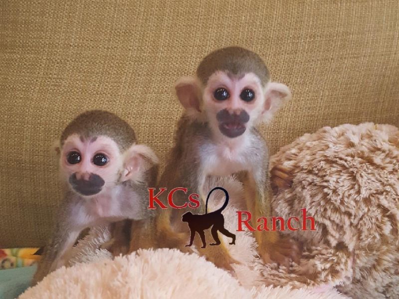 Primate Store - Monkeys for sale