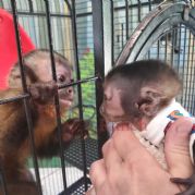 Primate Store - Over 600 Primate Related Products