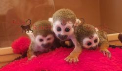 Primate Store - Over 600 Primate Related Products