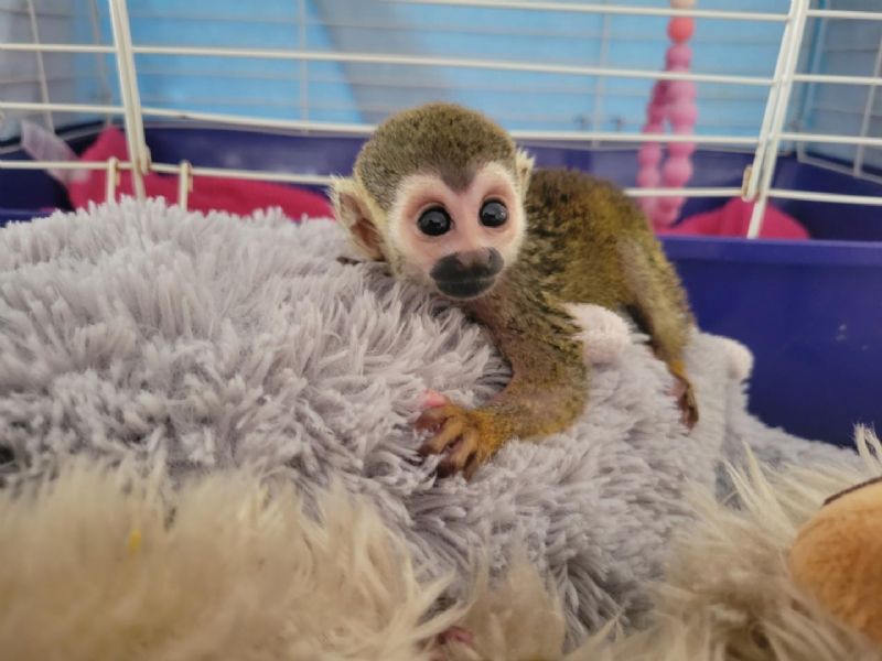 Primate Store - Monkeys for sale