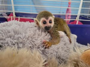 Primate Store - Over 600 Primate Related Products