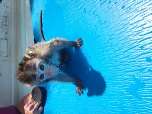 Primate Store - Over 600 Primate Related Products