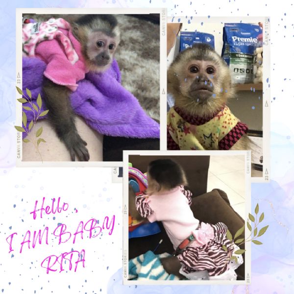 Primate Store - Monkeys for sale