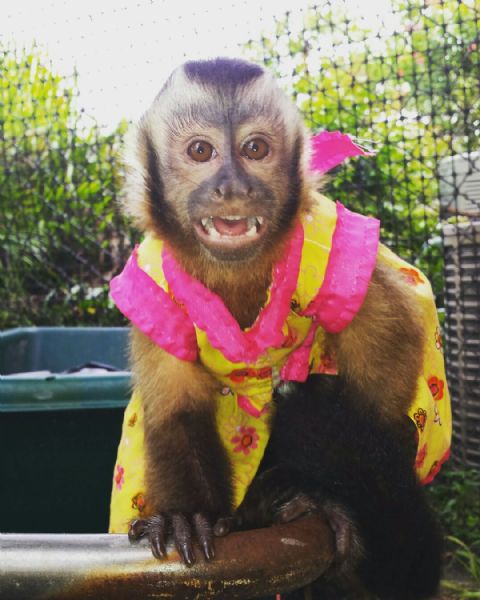 Primate Store - Monkeys for sale