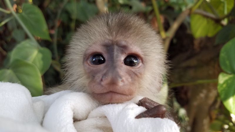 Primate Store - Monkeys for sale