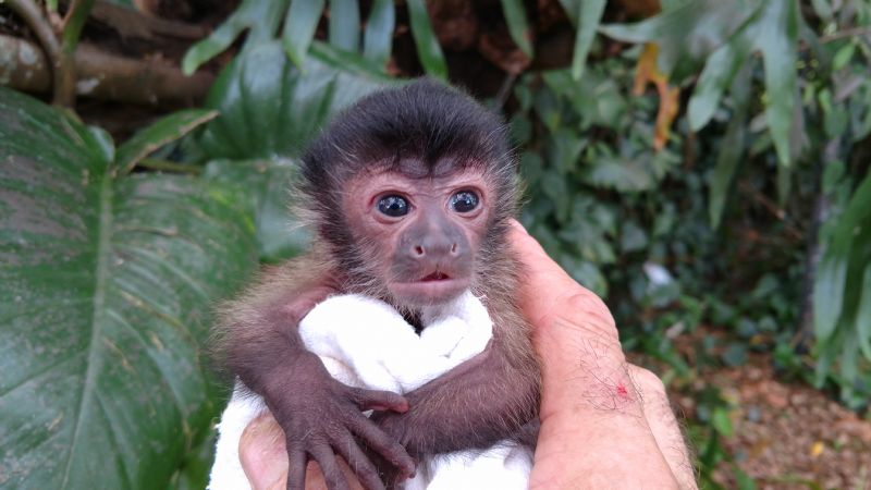 Primate Store - Monkeys for sale