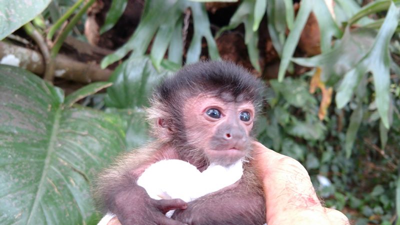 Primate Store - Monkeys for sale