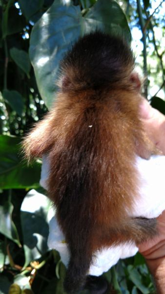 Primate Store - Monkeys for sale