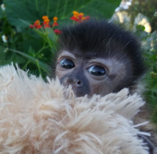 Primate Store - Monkeys for sale
