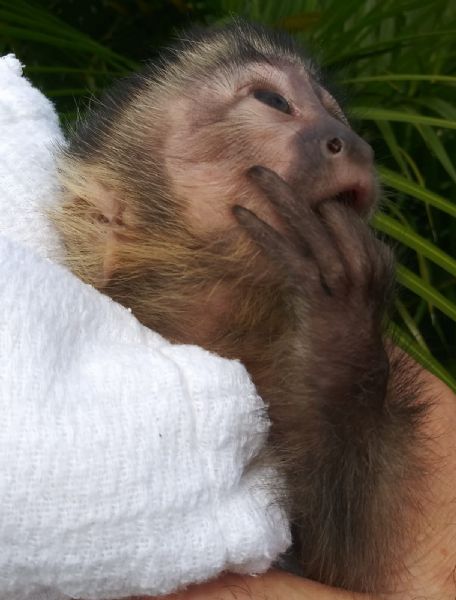 Primate Store - Monkeys for sale