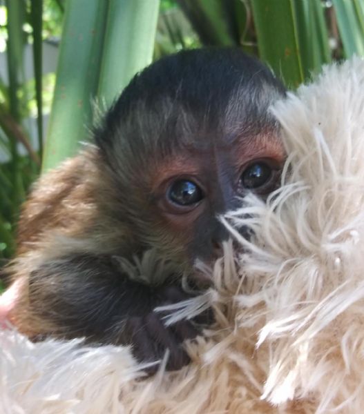 Primate Store - Monkeys for sale
