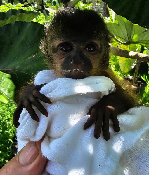 Primate Store - Monkeys for sale