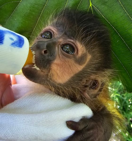 Primate Store - Monkeys for sale