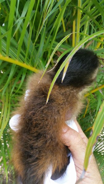 Primate Store - Monkeys for sale