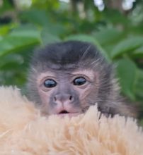 Primate Store - Over 600 Primate Related Products