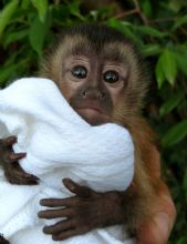 Primate Store - Over 600 Primate Related Products