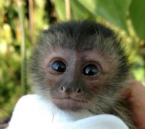 Primate Store - Over 600 Primate Related Products