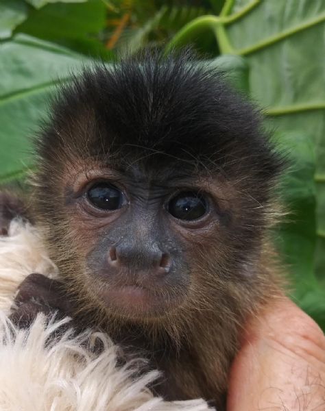 Primate Store - Monkeys for sale