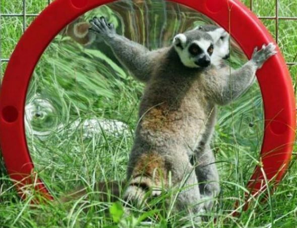 Primate Store - LOOKY LOU FEEDER POLYETHYLENE 10" or 14"