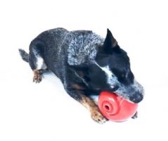 Primate Store - KONG REWARDS SHELL 2 sizes SMALL AND LARGE