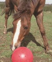 Primate Store - Klinker Balls 5 Sizes