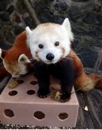 Primate Store - Foraging Devices