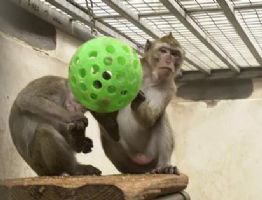 Primate Store - Over 600 Primate Related Products